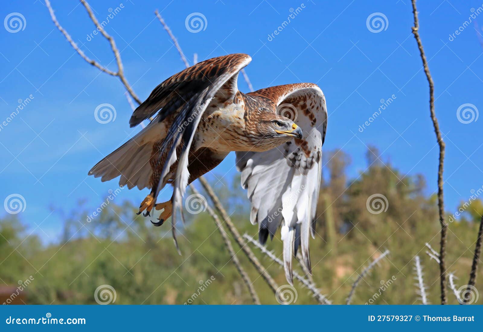 Eisenhaltiger Falke Im Flug Stockbild - Bild von wüste, fleischfresser ...