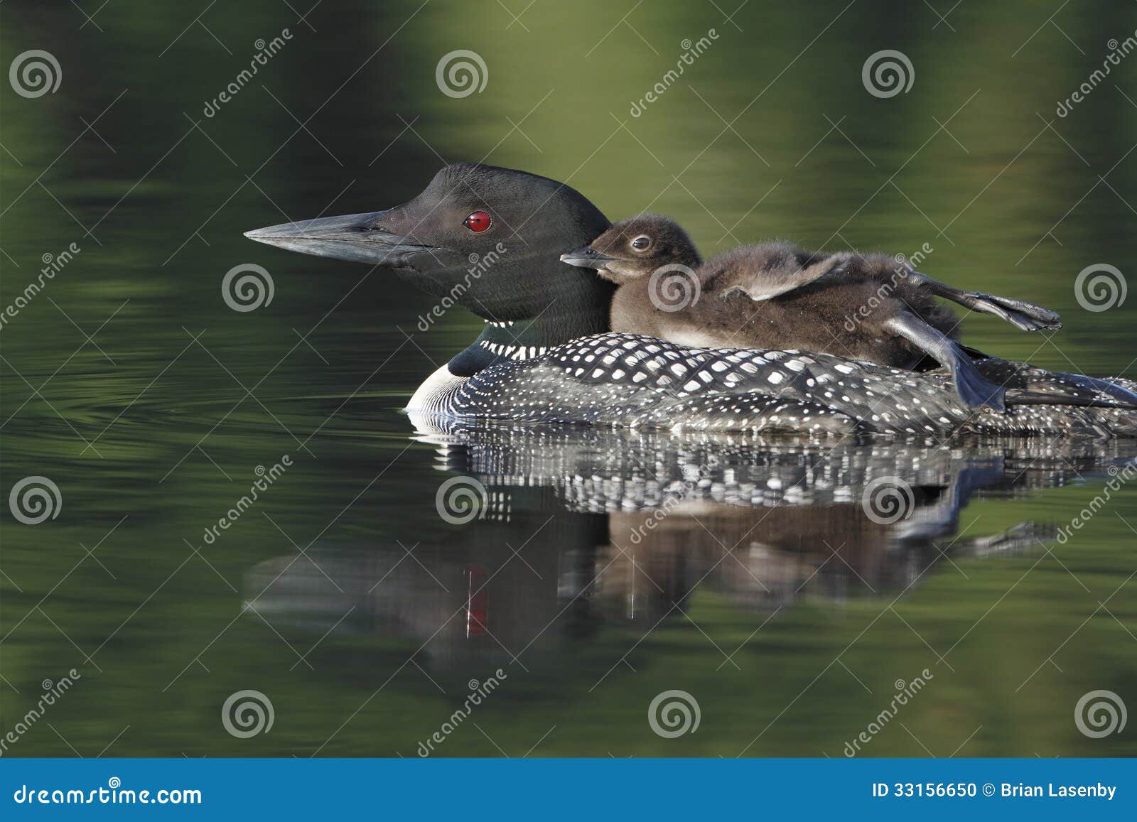 Eistaucher (Gavia immer) stockfoto. Bild von jagd, frau - 33156650