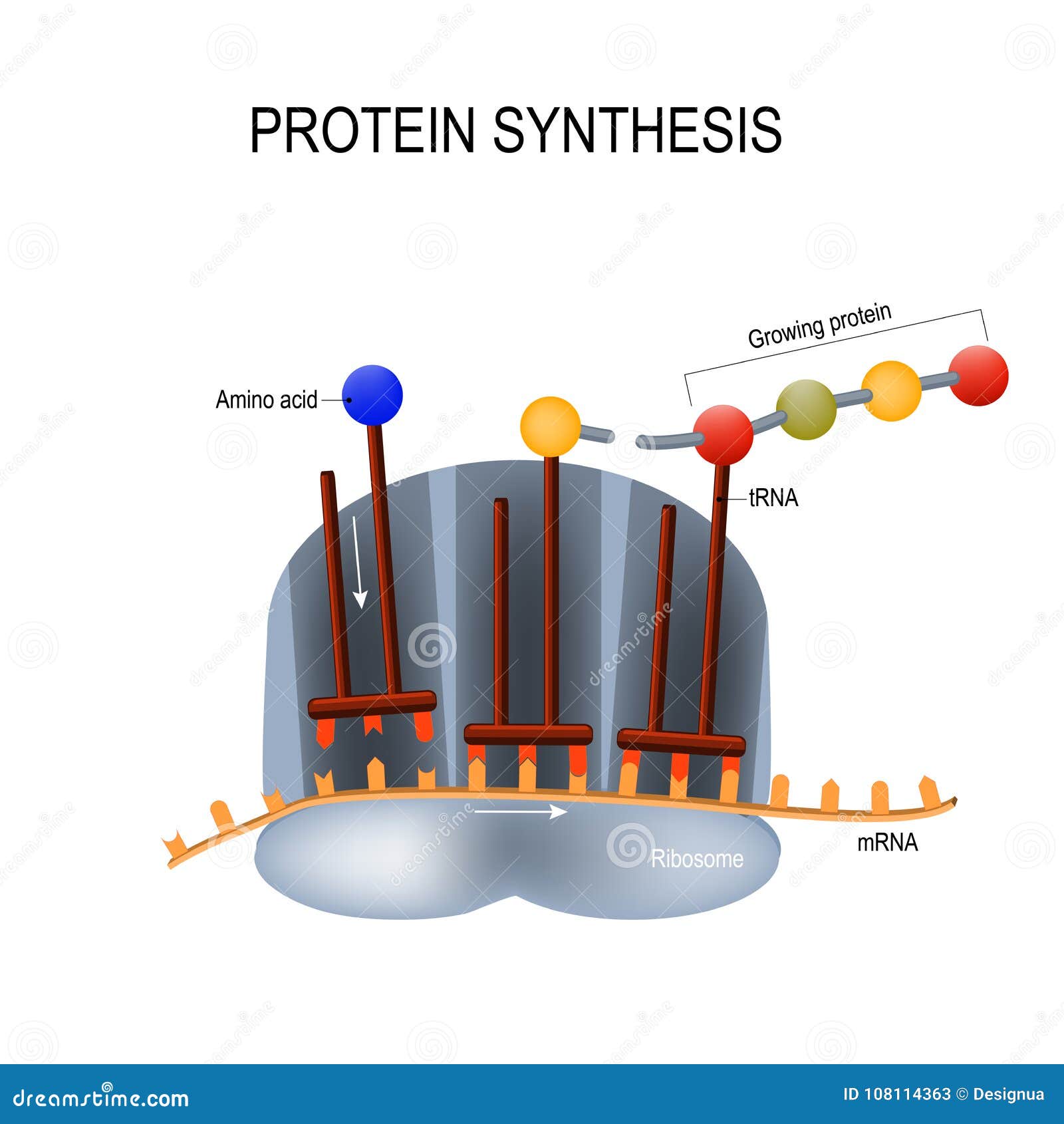 Eiwitsynthese Het Ribosoom Assembleert Eiwitmolecules Vector ...