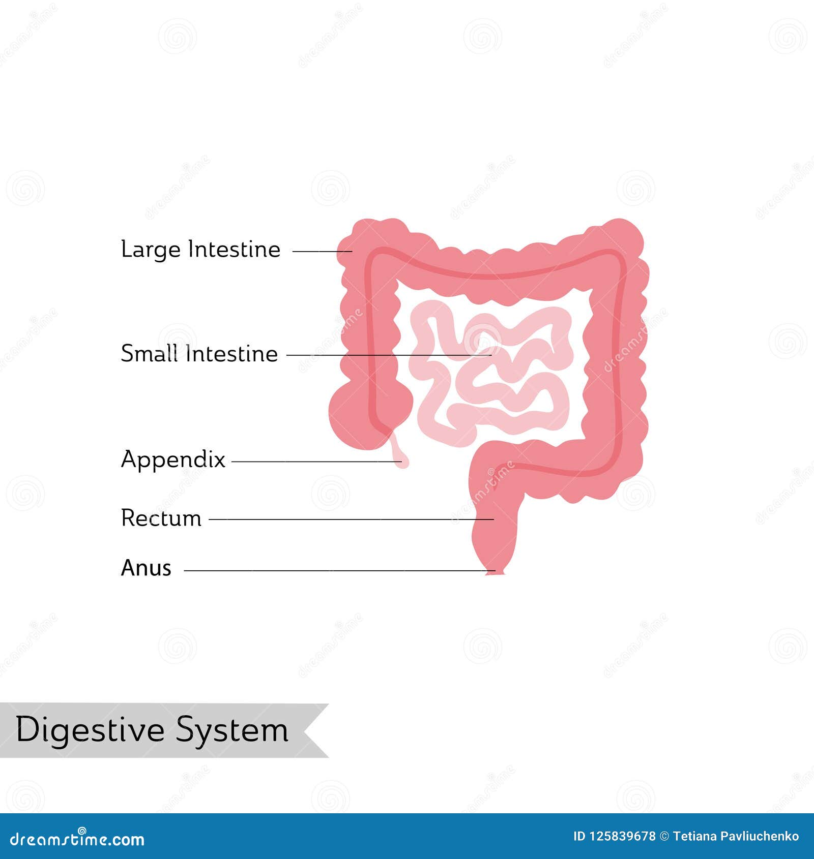 Ejemplo Aislado Vector Del Intestino Ilustración del Vector ...
