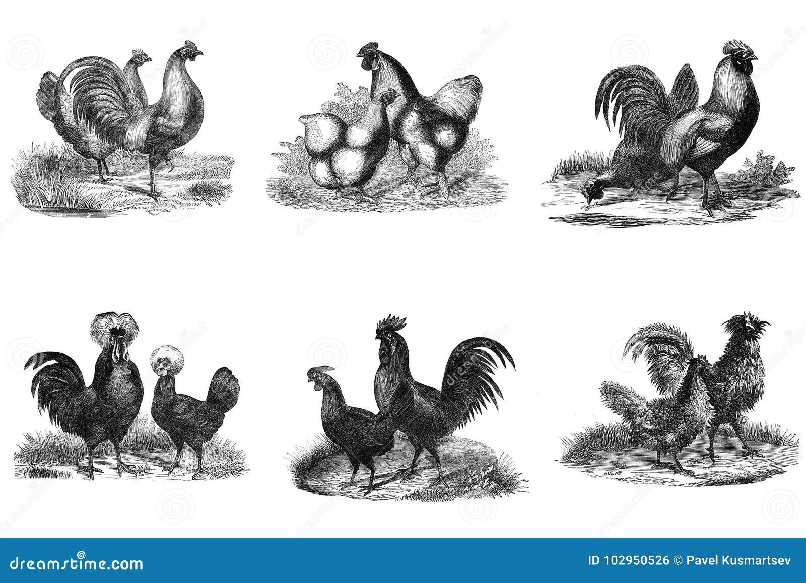 Ejemplo Blanco Y Negro De Pollos Stock de ilustración - Ilustración de ...