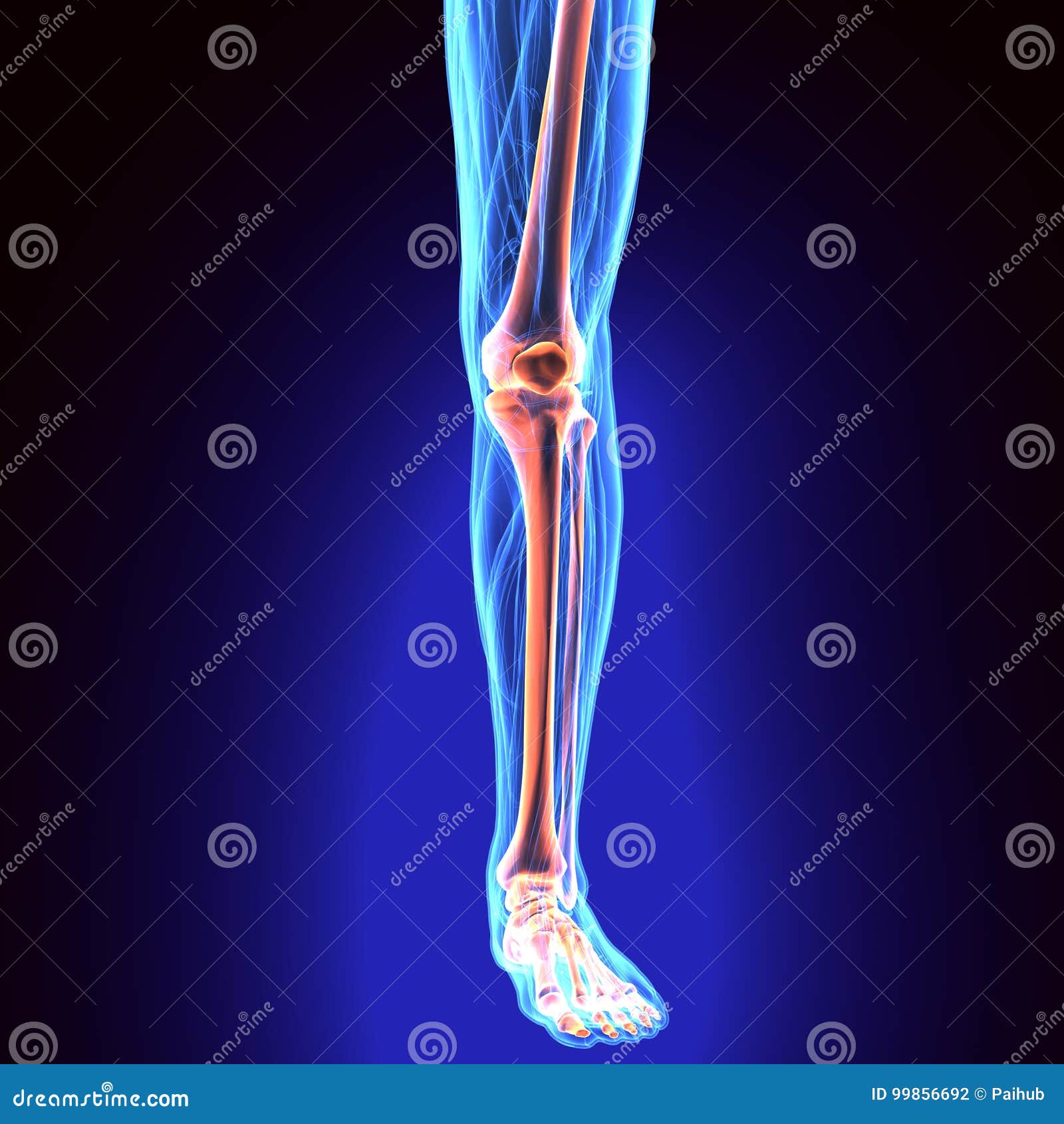 Ejemplo 3D De La Tibia - Pieza Del Esqueleto Humano Stock de ...