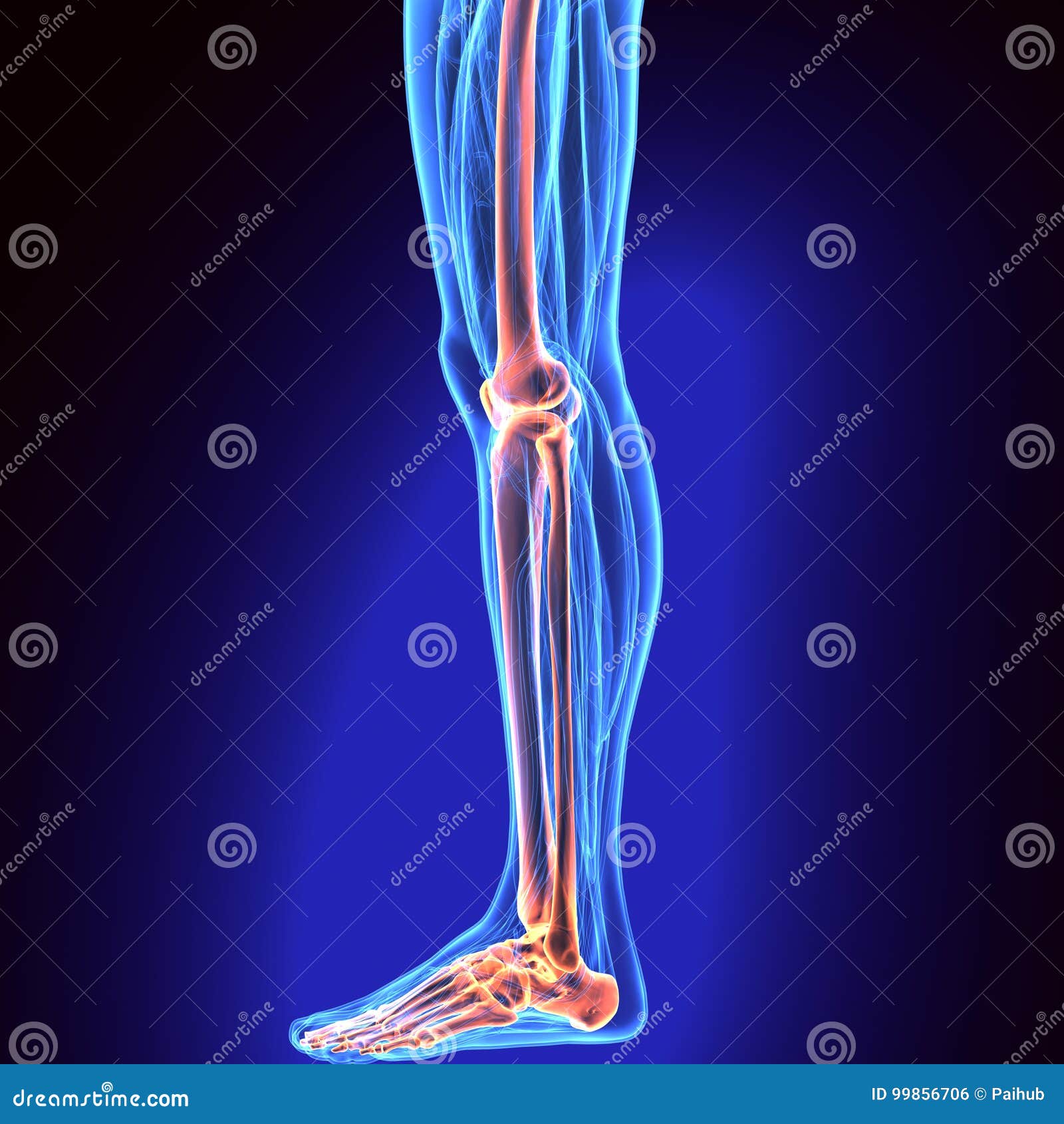 Ejemplo 3D De La Tibia - Pieza Del Esqueleto Humano Stock de ...