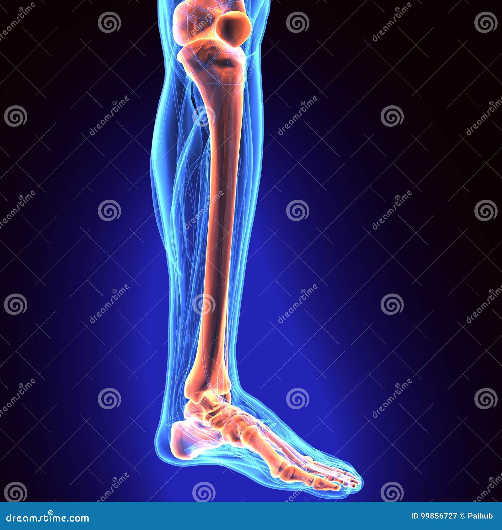Ejemplo 3D De La Tibia - Pieza Del Esqueleto Humano Stock de ...
