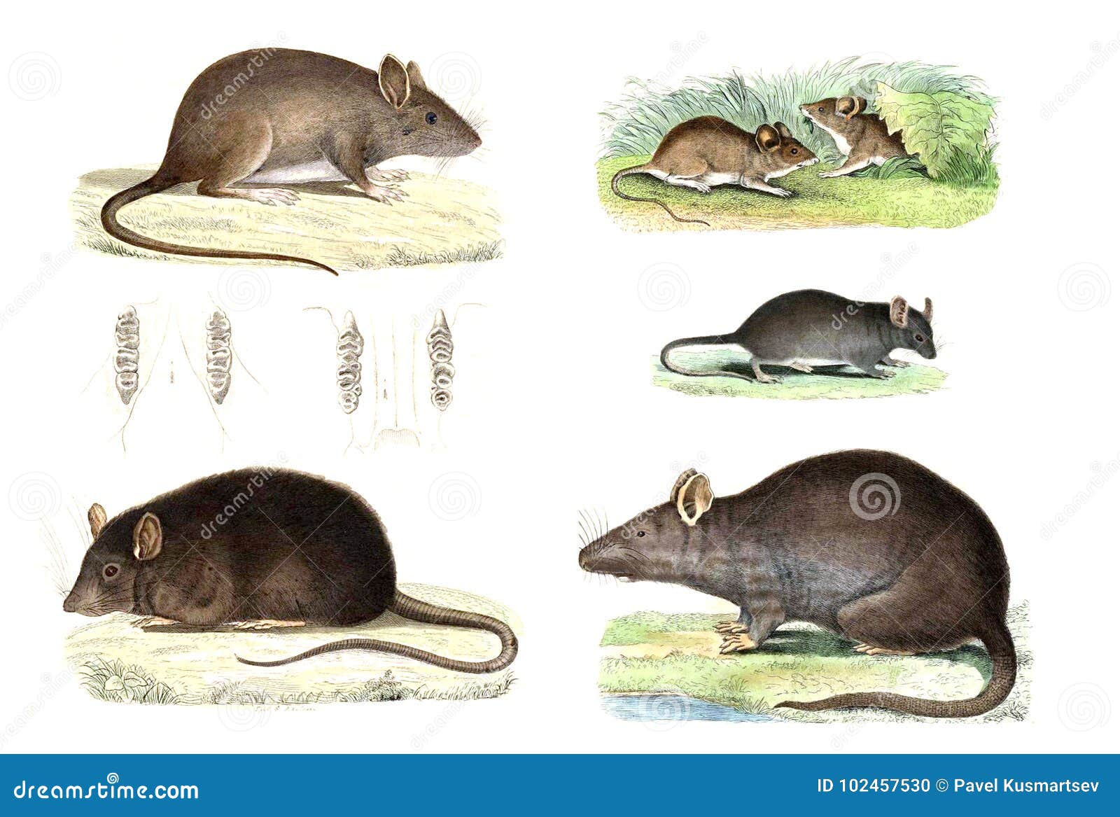 Ejemplo De Color De Ratones Y De Ratas Stock de ilustración ...