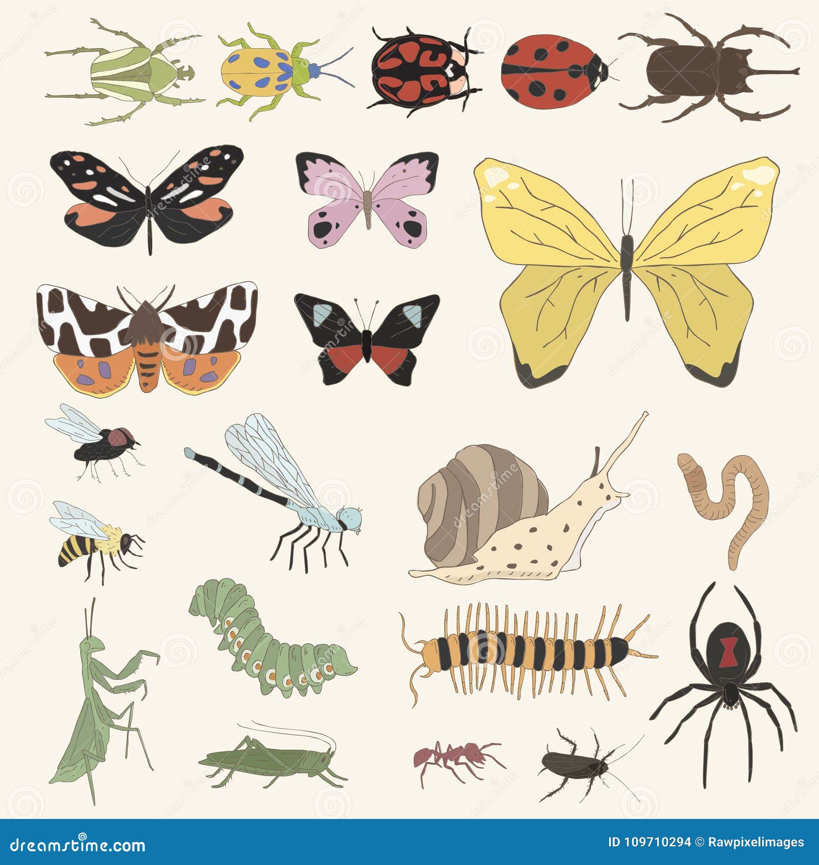 Ejemplo De Diferentes Tipos De Insectos Stock de ilustración ...