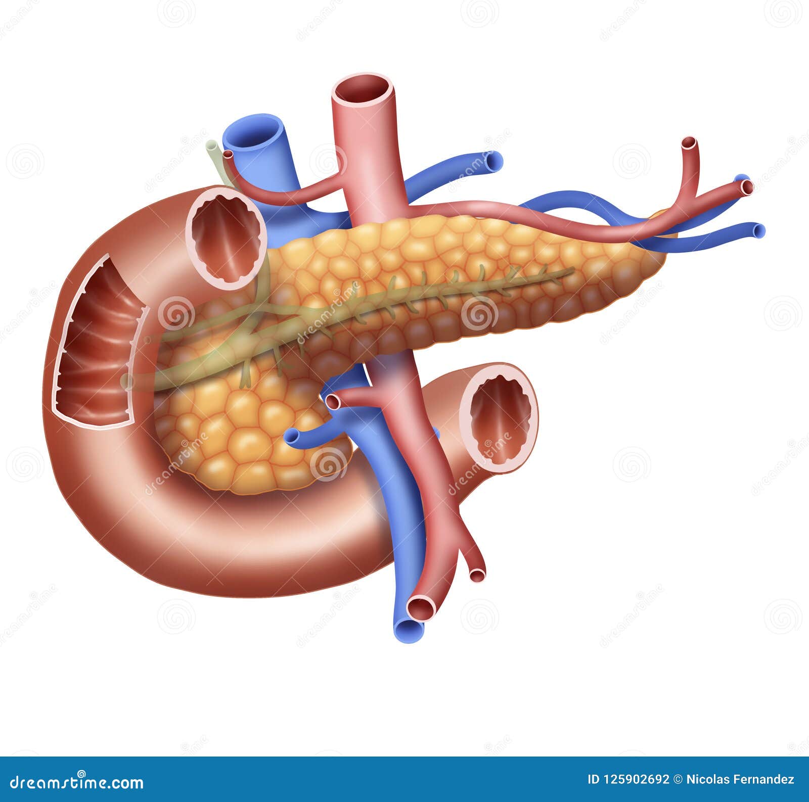 Ejemplo De Digitaces Del Páncreas Stock de ilustración - Ilustración de ...