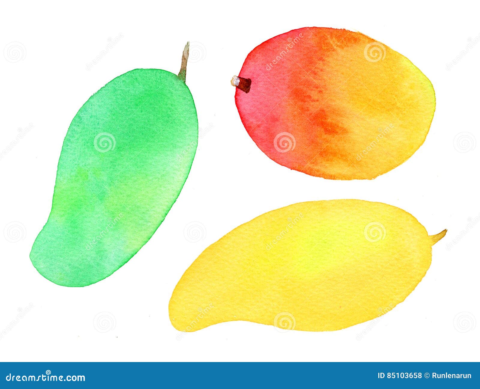 Ejemplo De La Acuarela Del Mango Stock de ilustración - Ilustración de ...
