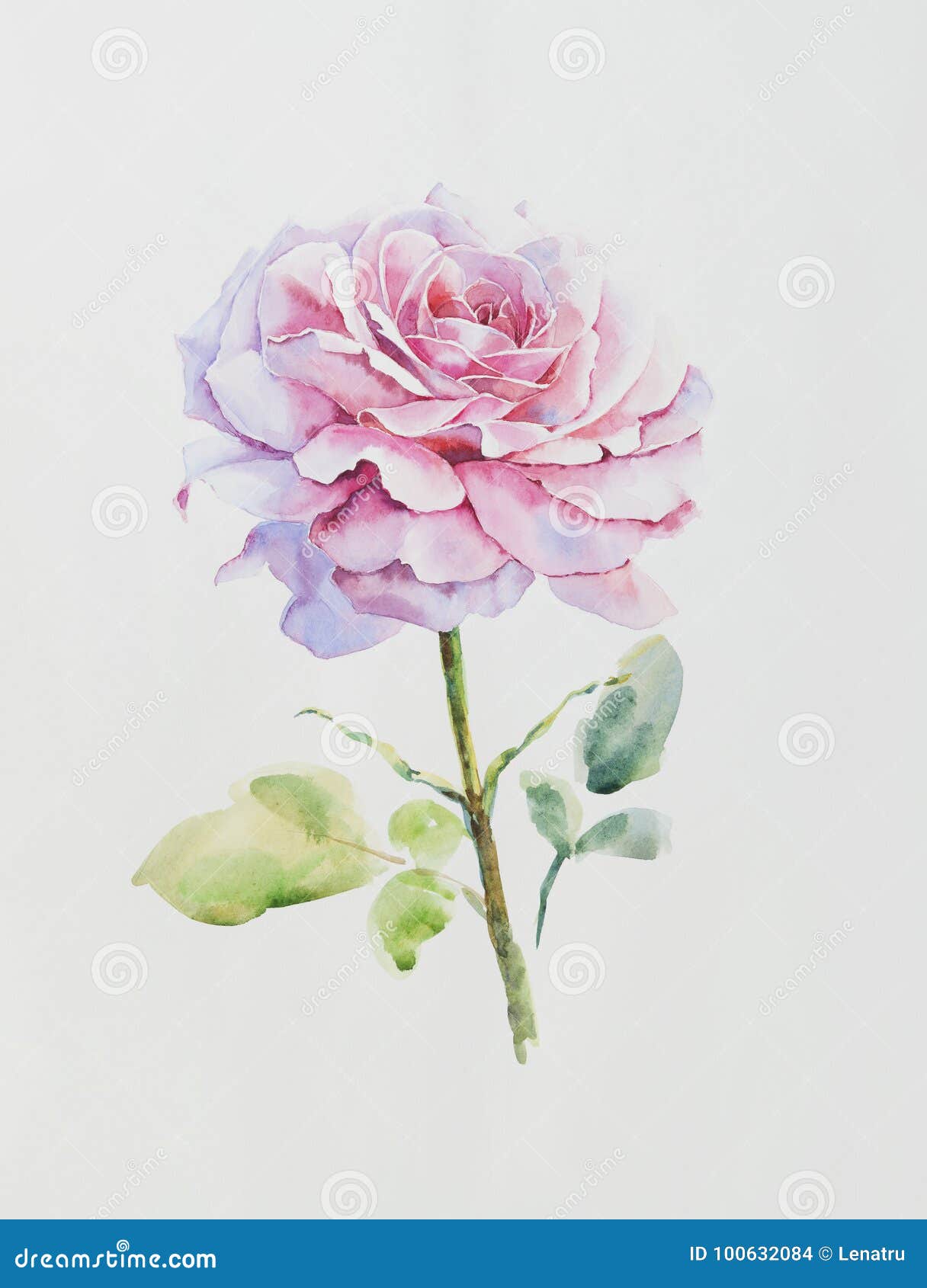 Ejemplo De La Acuarela De La Flor De La Rosa Del Rosa Stock de ...