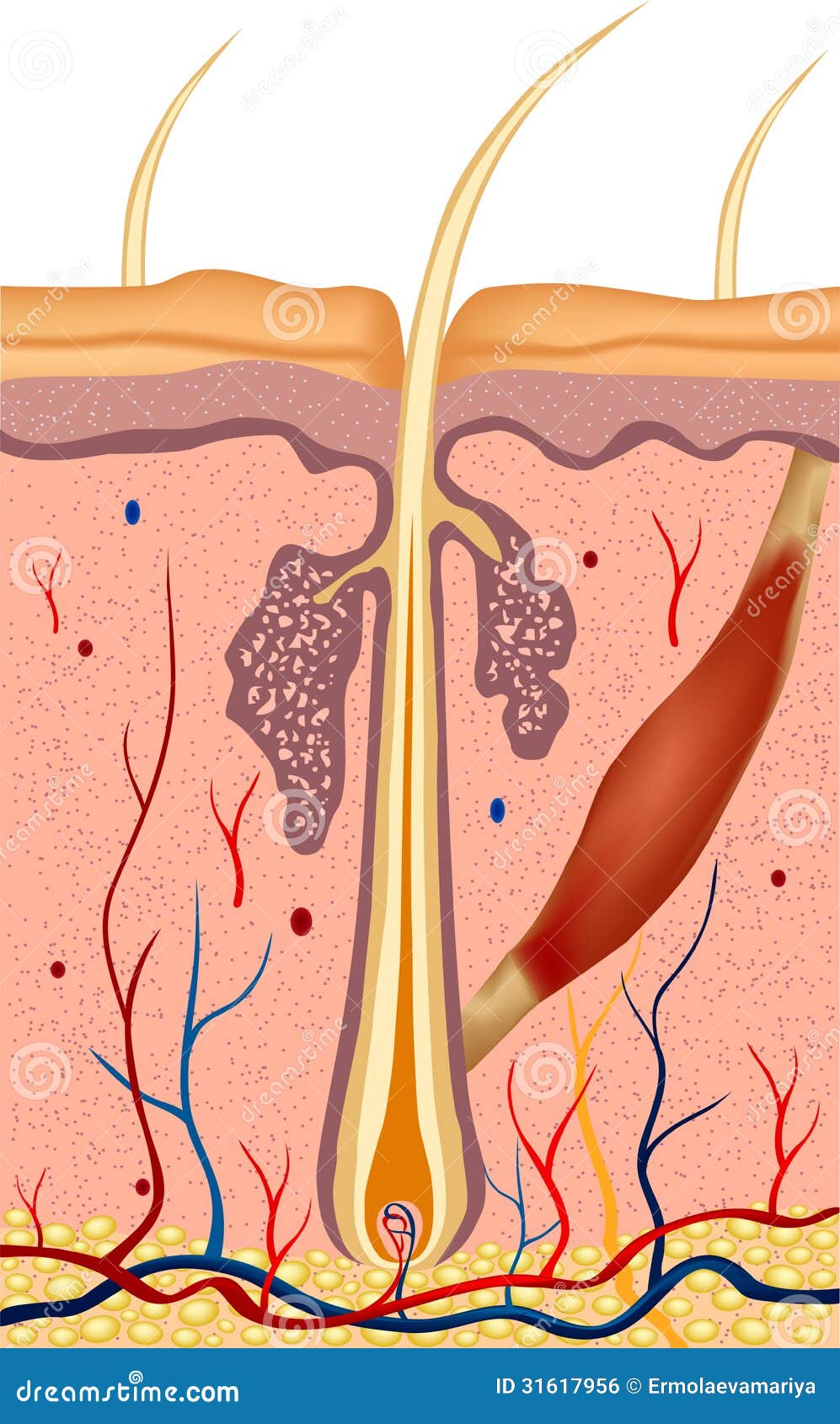 Ejemplo De La Anatomía De La Estructura Del Cabello Humano. Vector ...