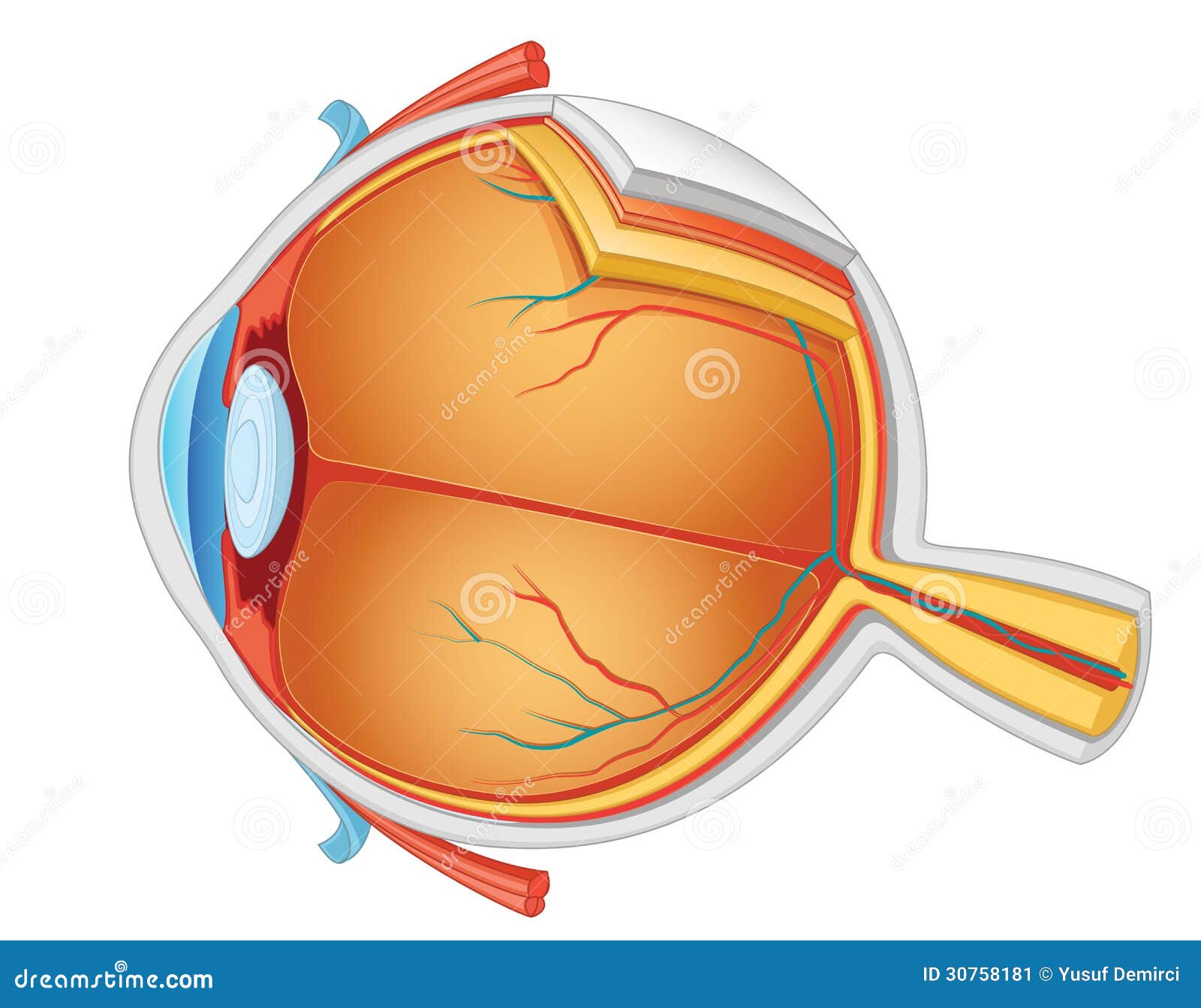 Ejemplo De La Anatomía Del Ojo Ilustración del Vector - Ilustración de ...