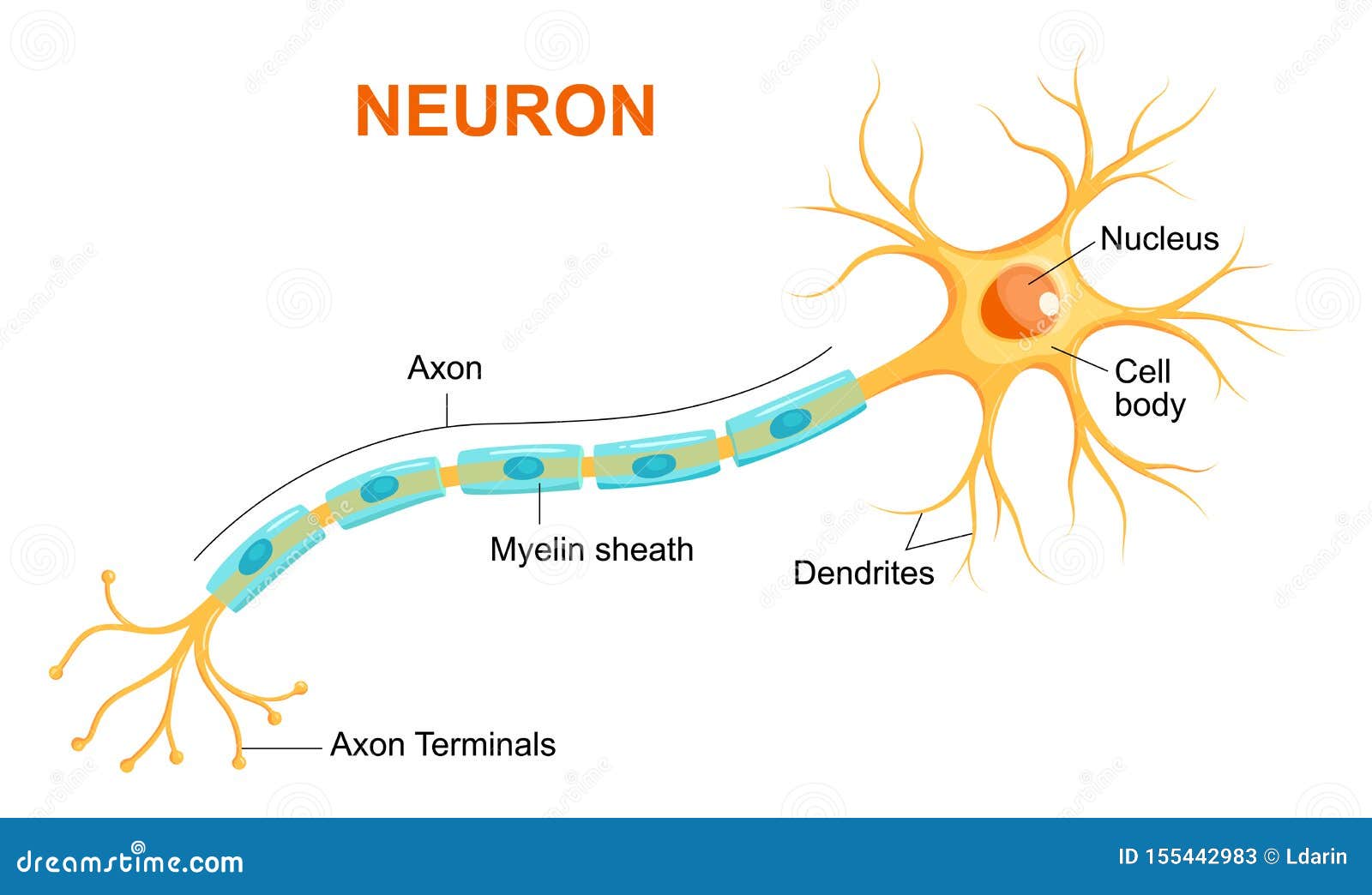 ¿CÓMO SE CONECTAN LAS NEURONAS? ALUMNA: DU...- Mind Map ¿CÓMO SE CONECTAN LAS NEURONAS? ALUMNA: DU...- Mind Map