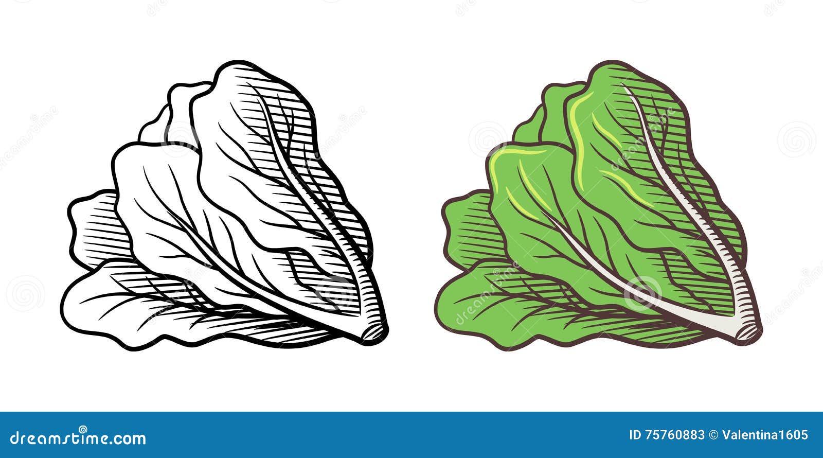 Ejemplo de la lechuga ilustración del vector. Ilustración de sabroso ...