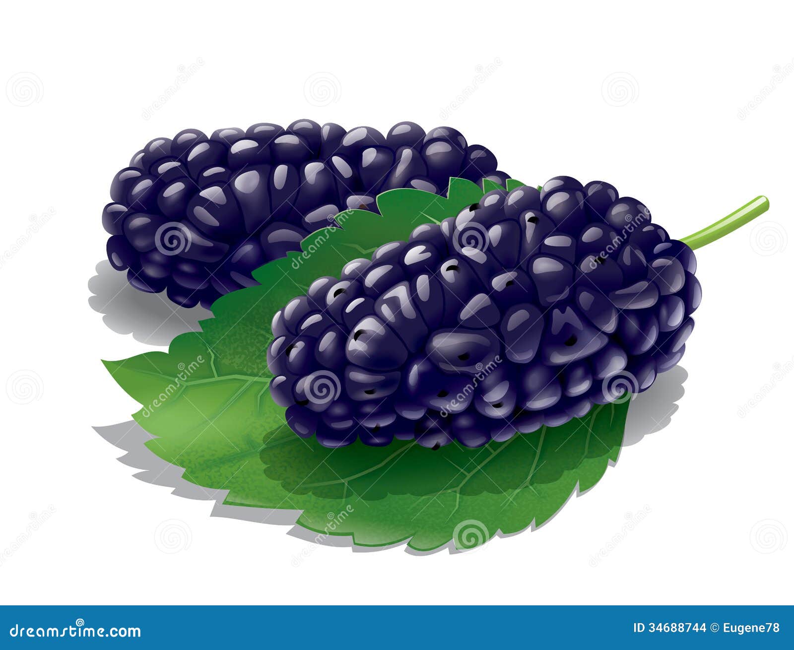 Ejemplo de la mora ilustración del vector. Ilustración de hoja - 34688744