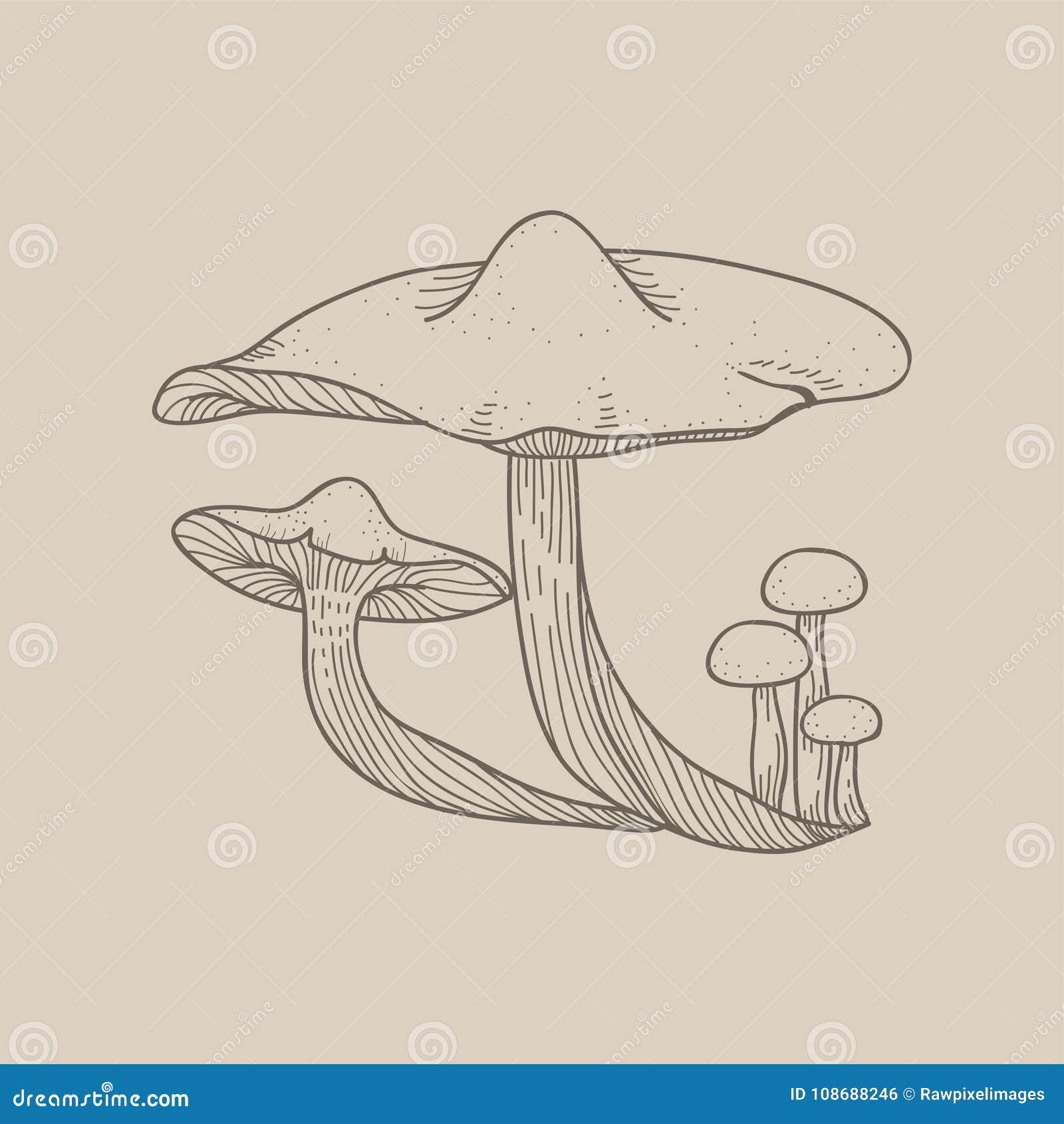 Ejemplo De La Seta Del Dibujo Aislado Stock de ilustración ...