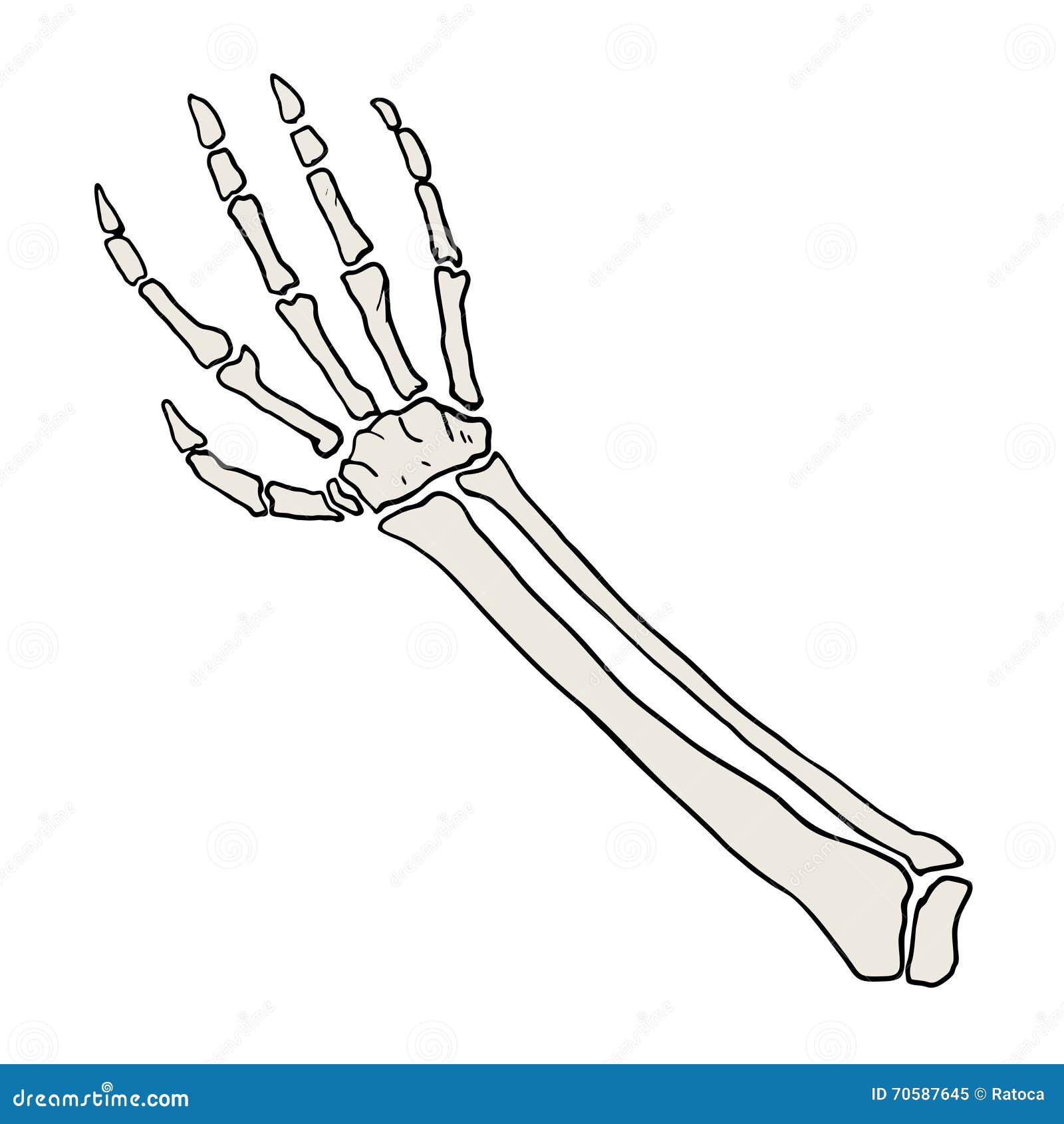 Ejemplo De Los Huesos De Brazo Ilustración del Vector - Ilustración de ...