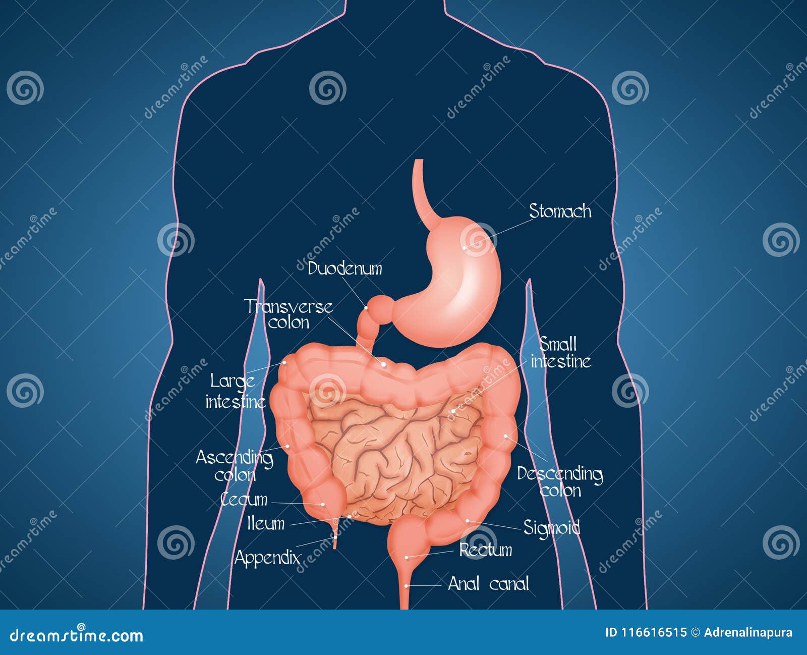 Ejemplo Del Diagrama Del Intestino Stock de ilustración - Ilustración ...