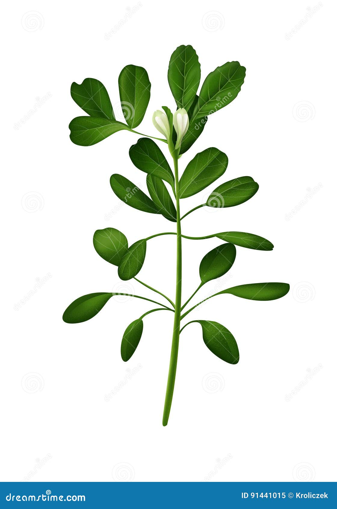 Ejemplo Del Foenum-graecum Del Trigonella Stock de ilustración ...