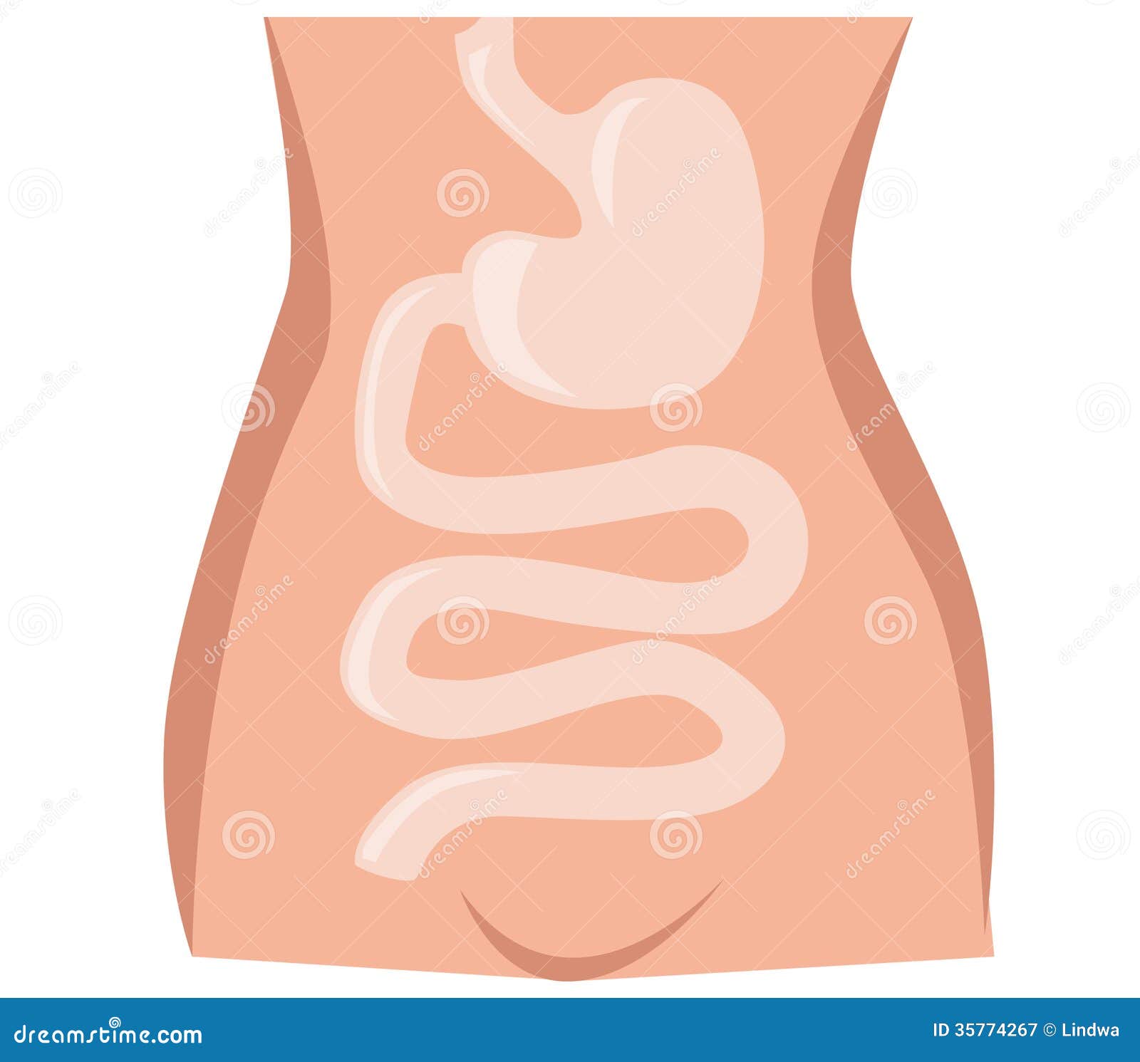 Ejemplo del intestino ilustración del vector. Ilustración de colon ...