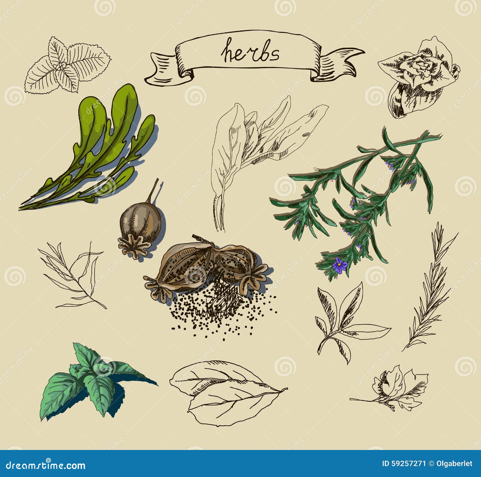Ejemplo Del Vector Con Las Hierbas Dibujadas Mano Ilustración del ...