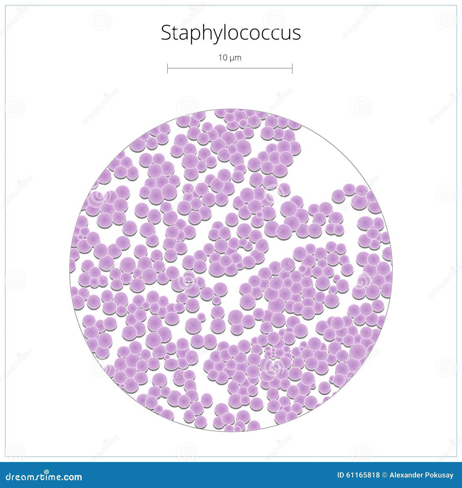 Ejemplo Del Vector De La Bacteria Del Estafilococo Ilustración del ...