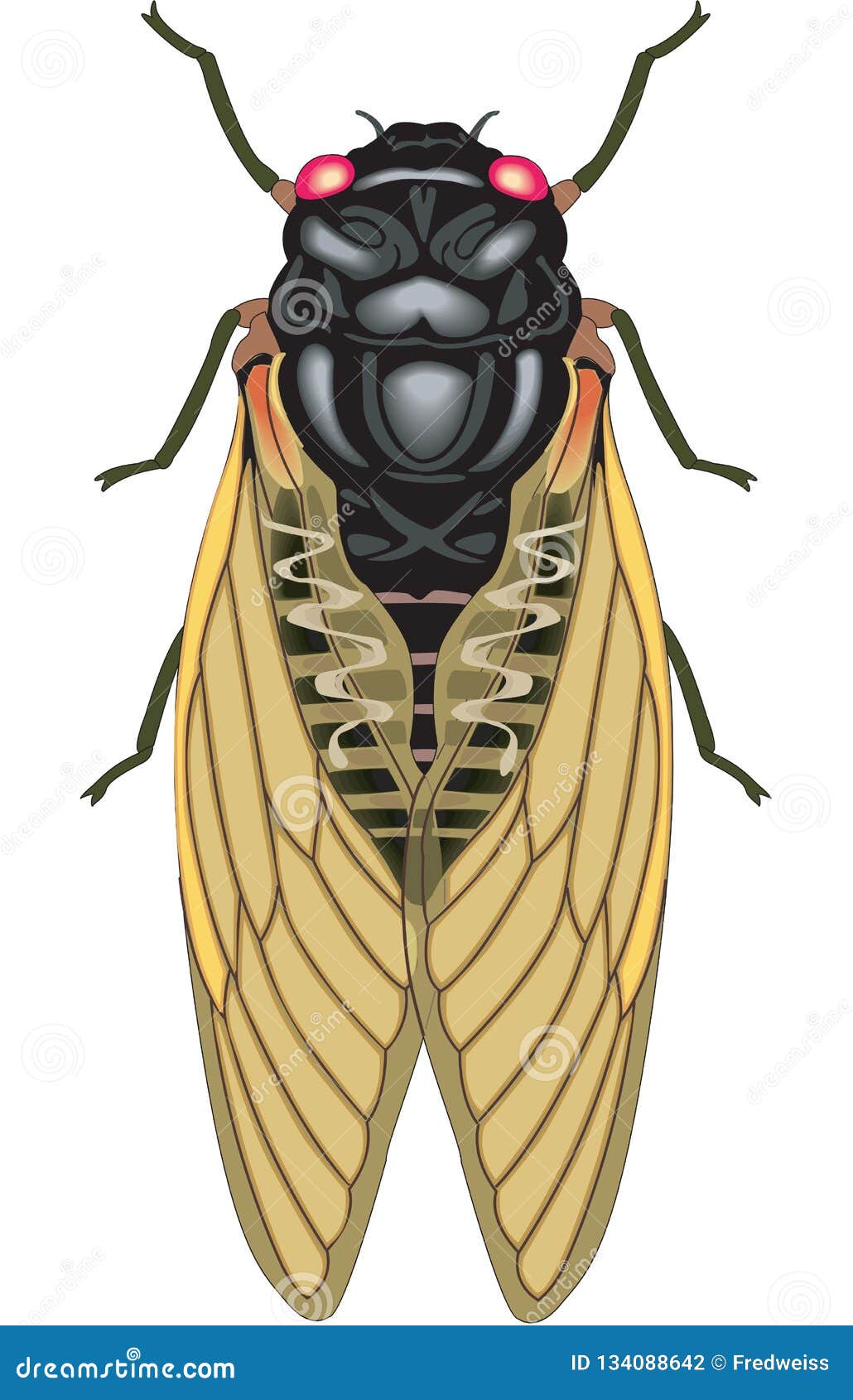 Ejemplo Del Vector De La Cigarra Ilustración del Vector - Ilustración ...