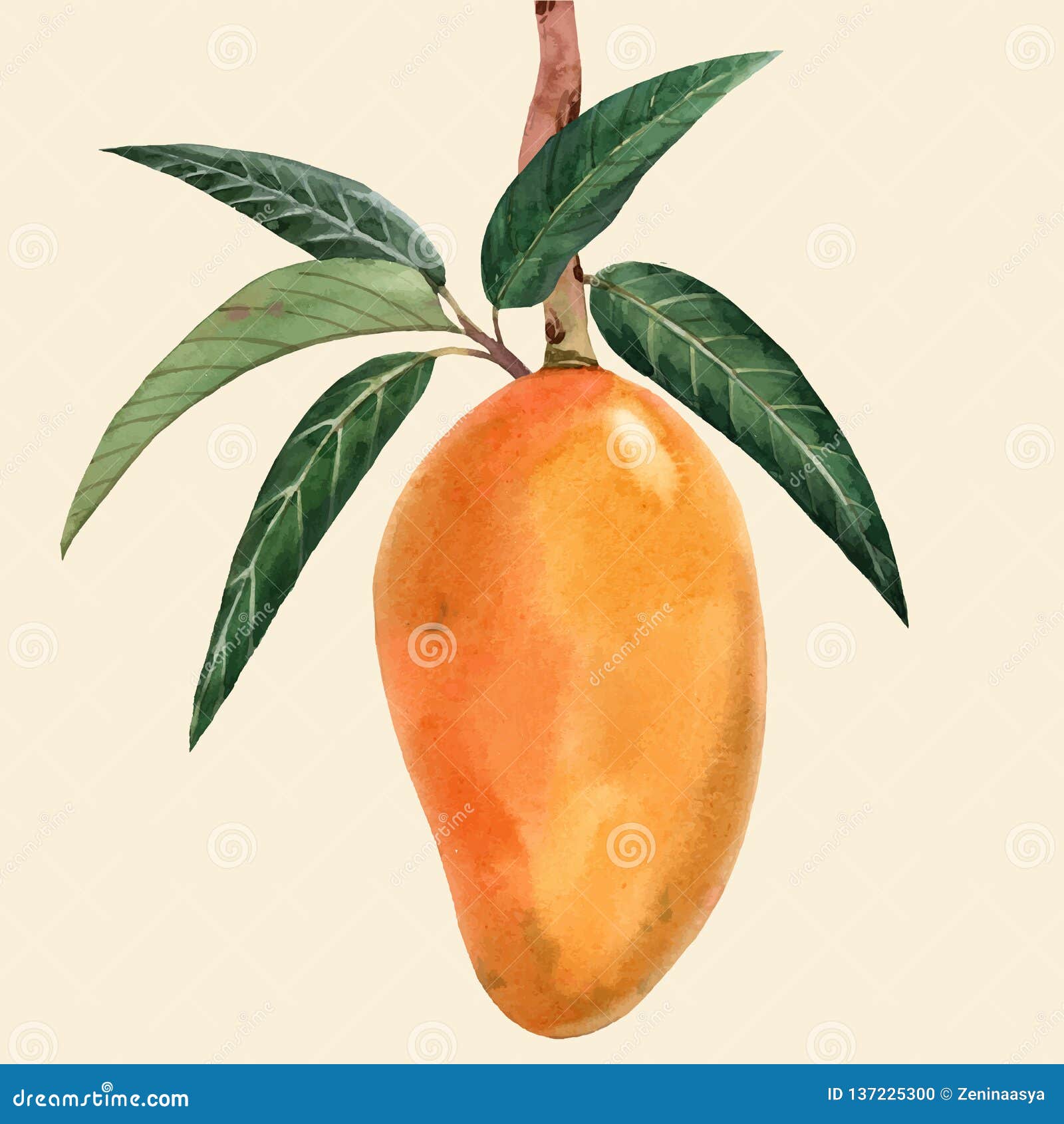 Ejemplo Del Vector De La Fruta Del Mango De La Acuarela Ilustración del ...