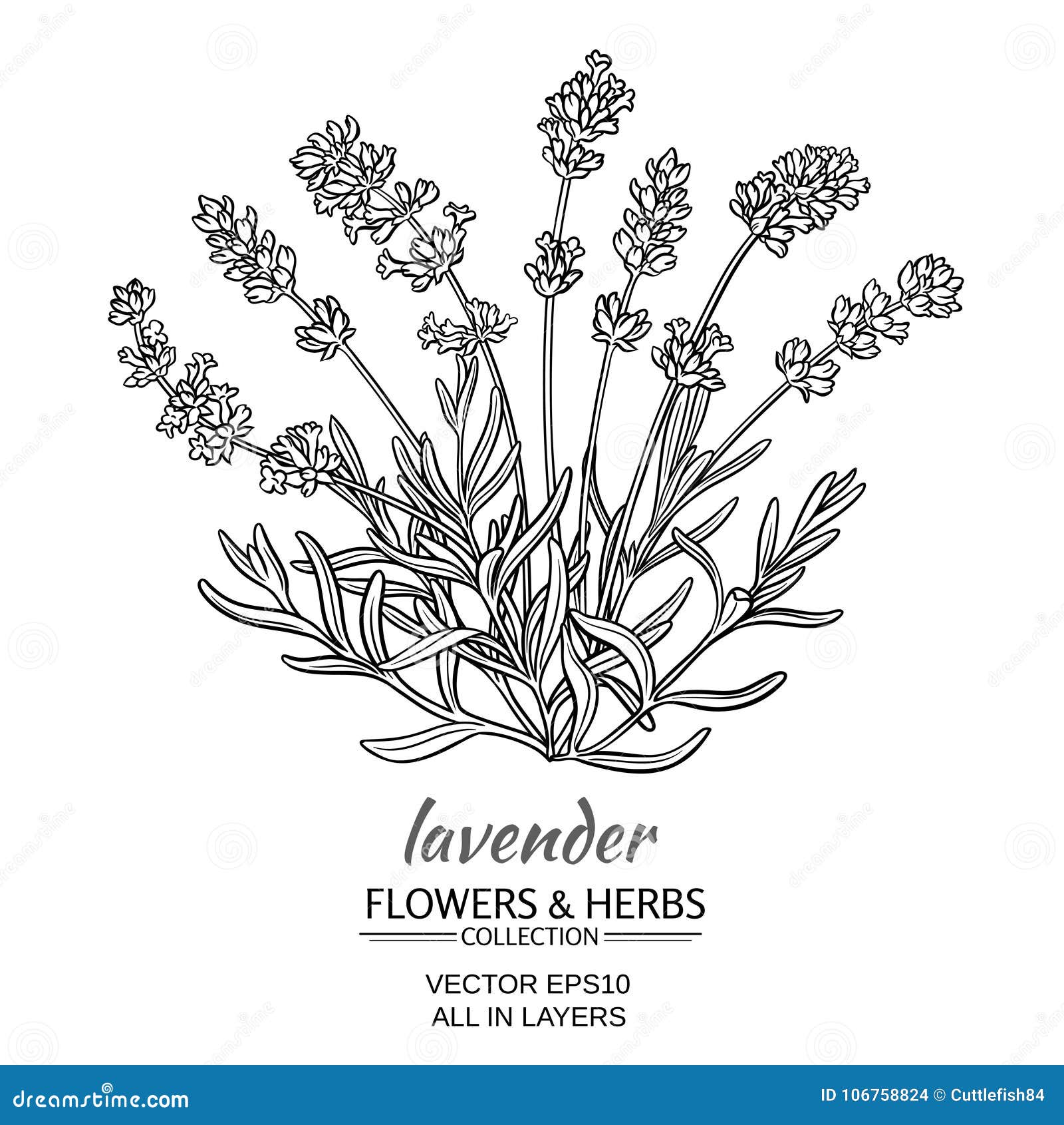 Ejemplo Del Vector De La Lavanda Ilustración del Vector - Ilustración ...