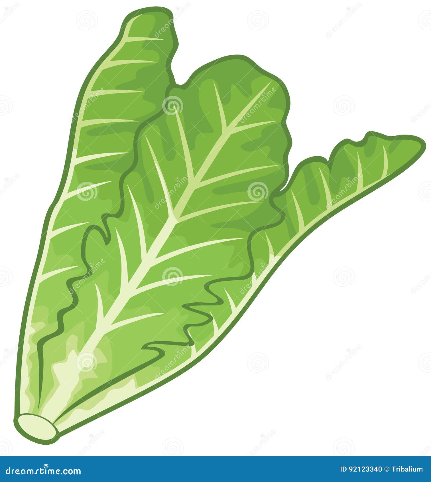 Ejemplo Del Vector De La Lechuga Ilustración del Vector - Ilustración ...