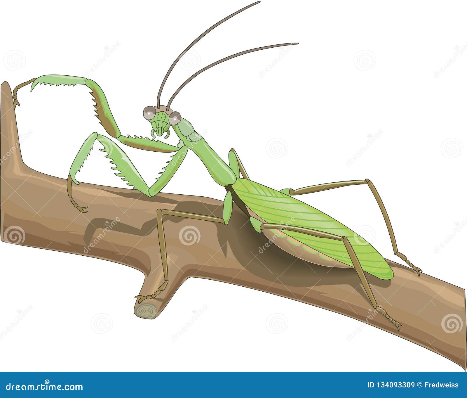 Ejemplo Del Vector De La Mantis Religiosa Ilustración del Vector ...