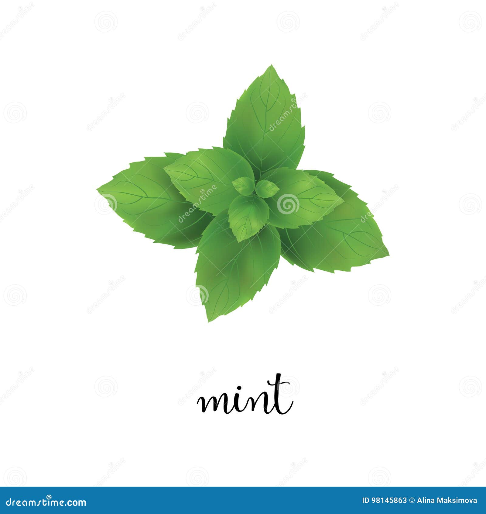 Ejemplo Del Vector De La Menta Ilustración del Vector - Ilustración de ...