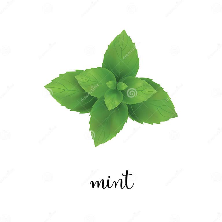 Ejemplo Del Vector De La Menta Ilustración del Vector - Ilustración de ...