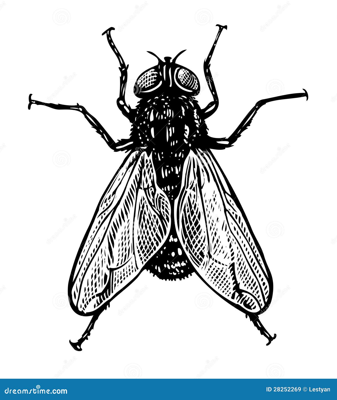 Ejemplo Del Vector De La Mosca En Estilo Grabado Stock de ilustración ...