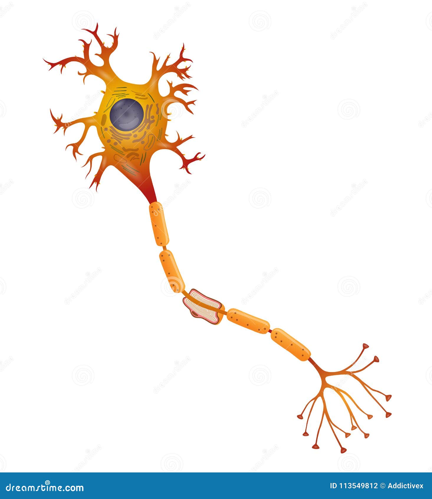 Ejemplo Del Vector De La Neurona Ilustración del Vector - Ilustración ...