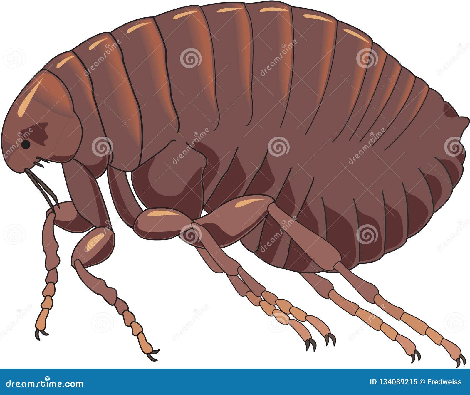 Ejemplo Del Vector De La Pulga Ilustración del Vector - Ilustración de ...