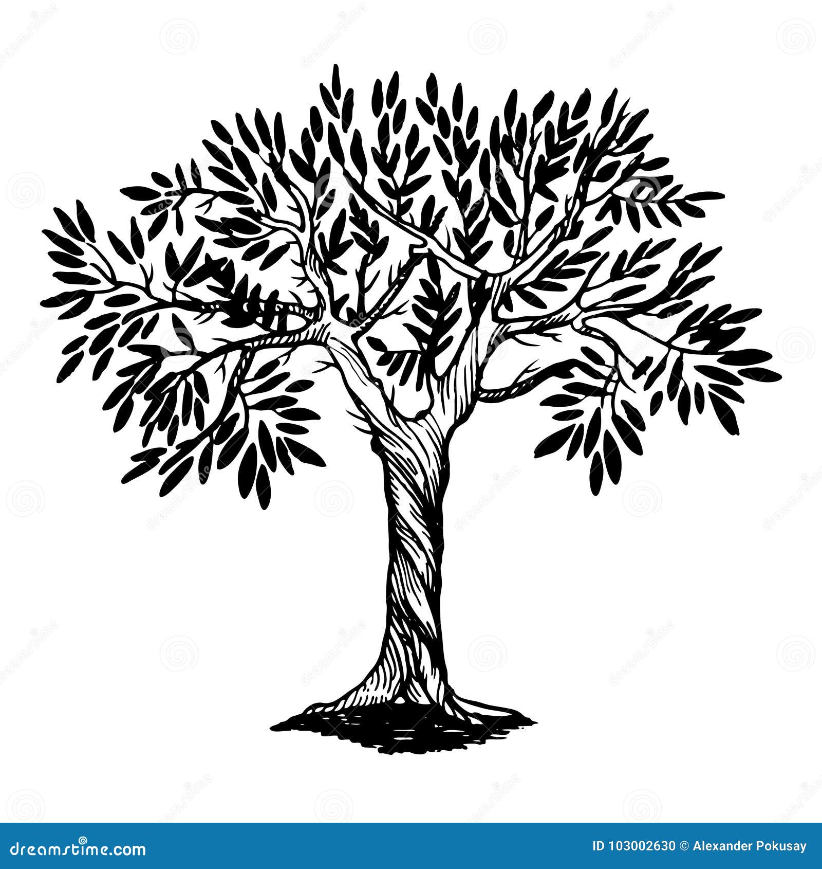 Ejemplo Del Vector Del Grabado Del Olivo Ilustración del Vector ...