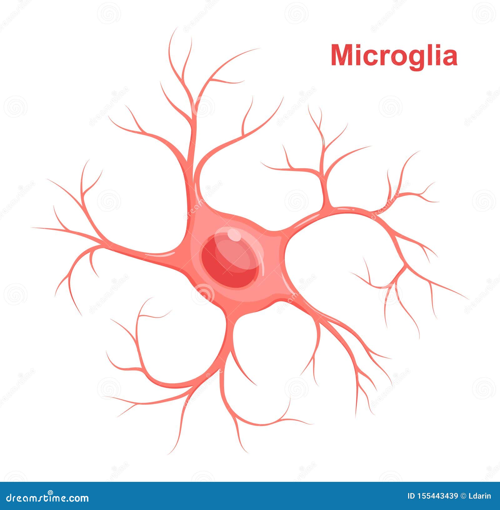 Ejemplo Del Vector De Microglia. Célula Glial Neuroglia Del Ilustración ...