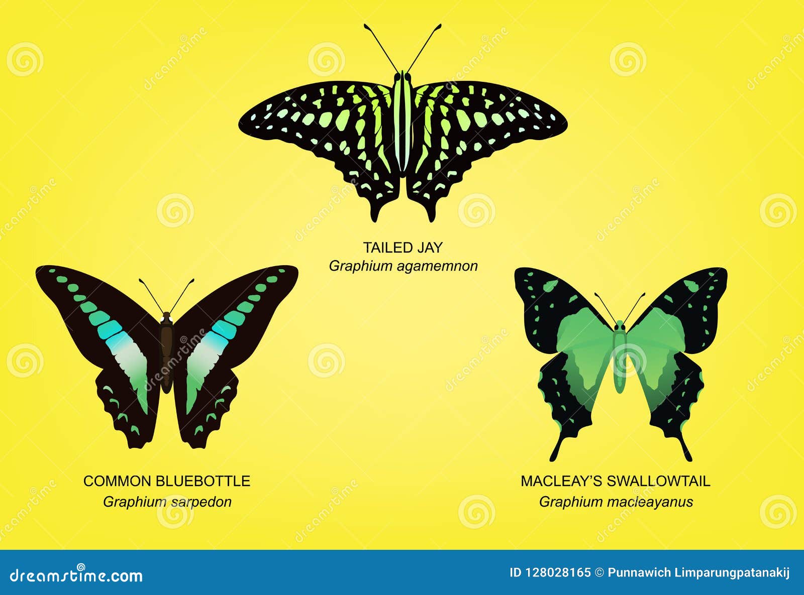 Ejemplo Determinado Del Vector De Graphium De La Mariposa Ilustración ...