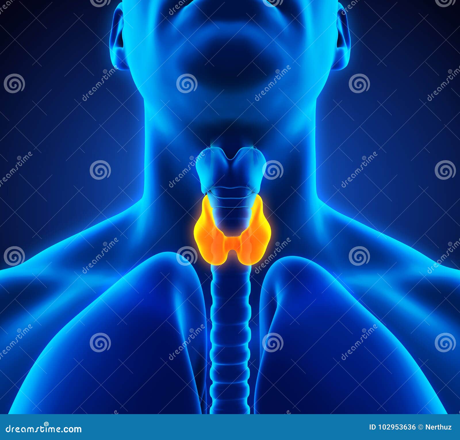Ejemplo Humano De La Anatomía De La Glándula Tiroides Stock de ...