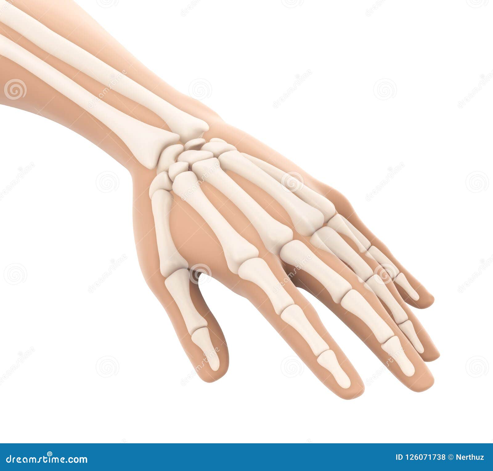 Anatomía Humana Mano Anatomia Y Huesos De La Mano, Fracturas Mas