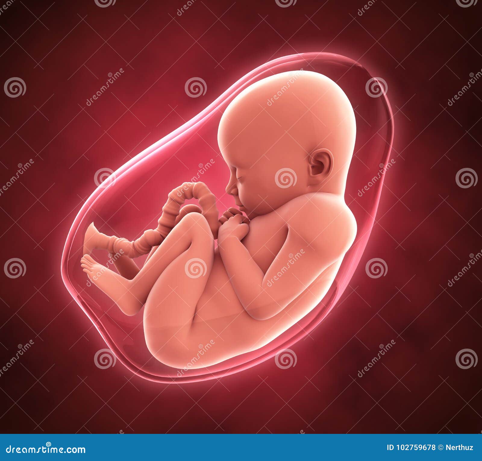 Ejemplo humano del feto stock de ilustración. Ilustración de maternidad ...