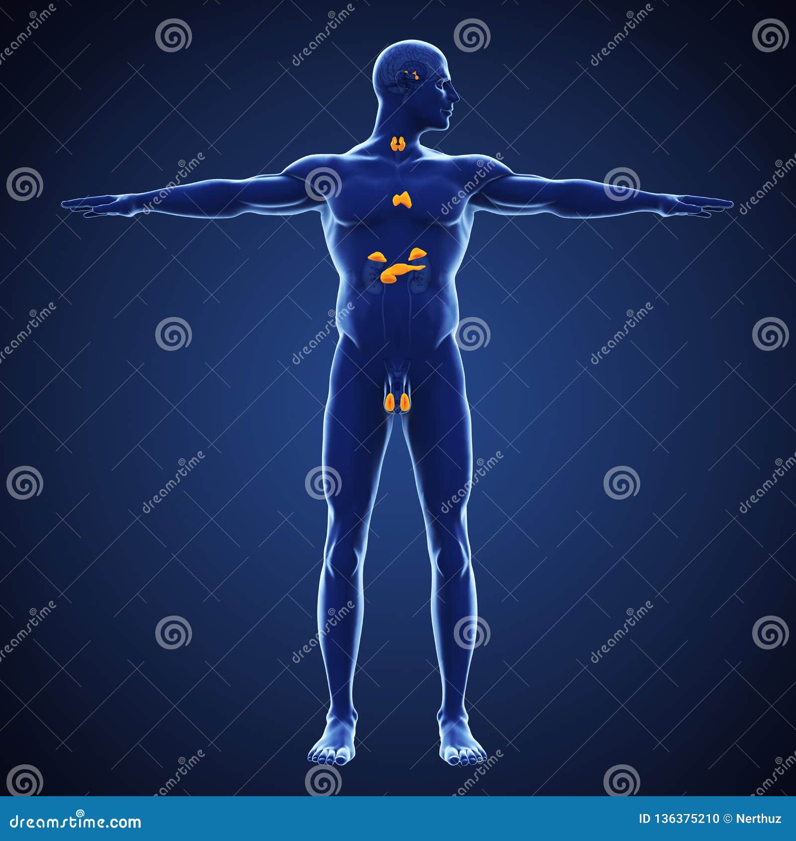 Ejemplo Humano Del Sistema Endocrino Stock de ilustración - Ilustración ...