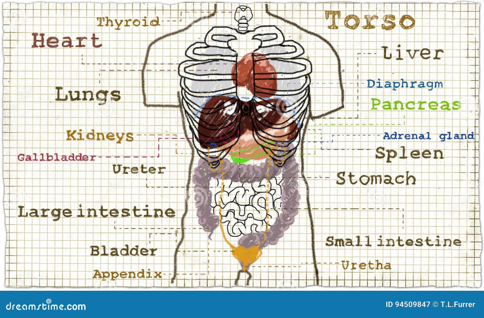 Ejemplo Interno De La Anatomía Del Torso Stock de ilustración ...