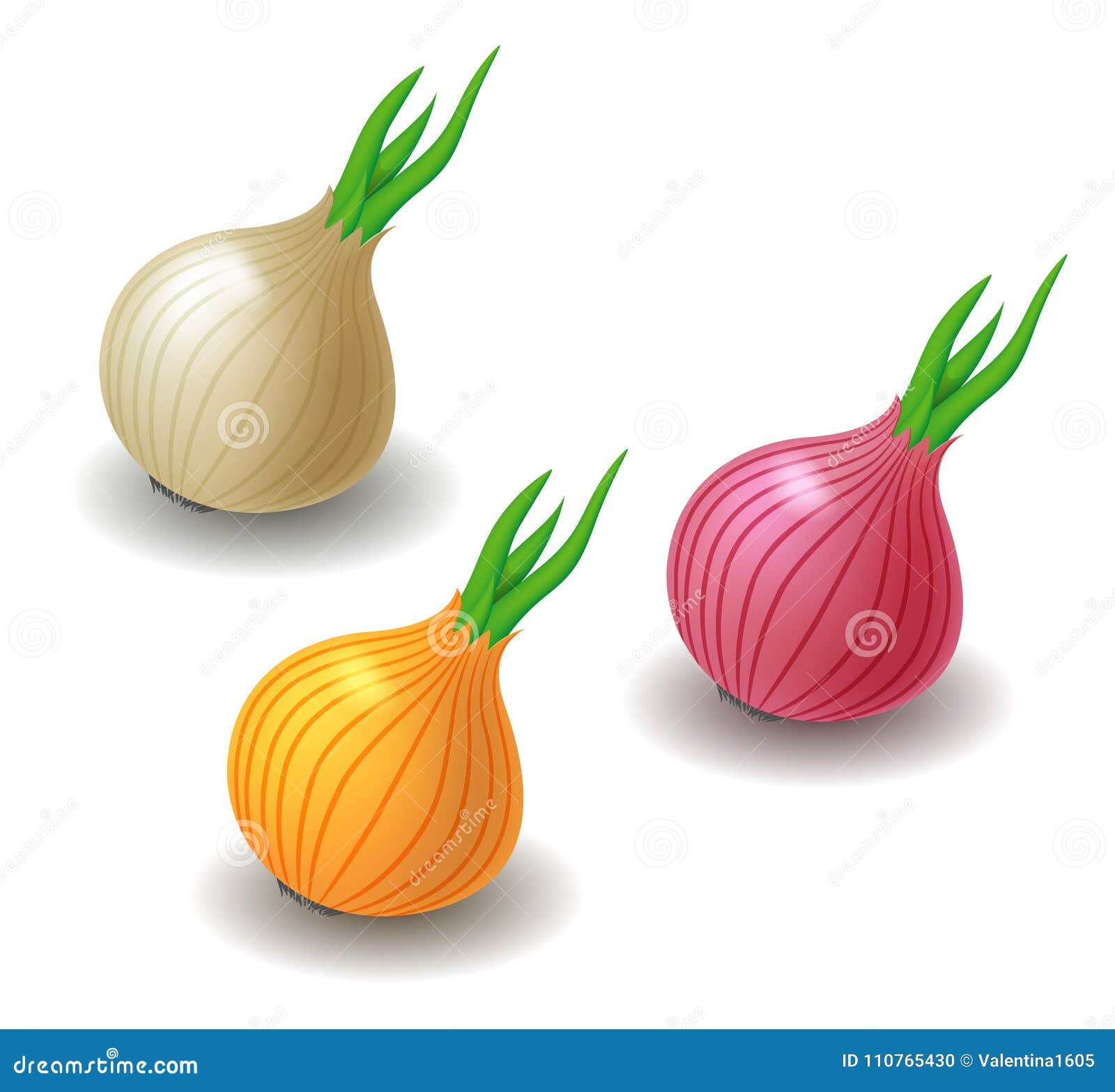 Ejemplo Semi Realista Del Vector De La Cebolla Ilustración del Vector ...