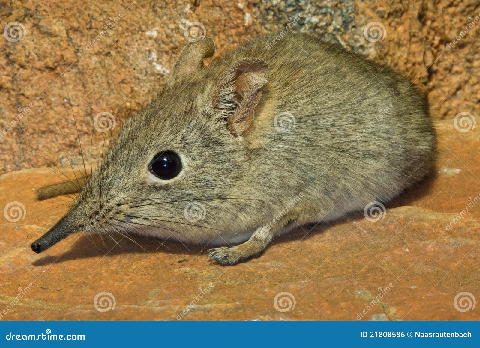 Ekephant shrew stock photo. Image of blooded, mammals - 21808586