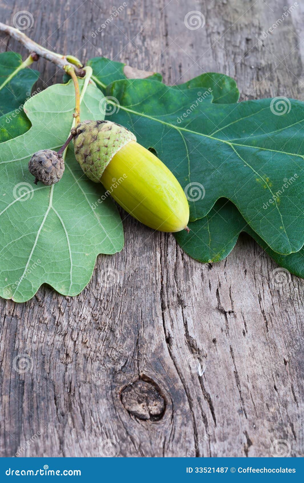 Ekollon Med Ett Ekblad Foton - Gratis och royaltyfria stockfoton från ...