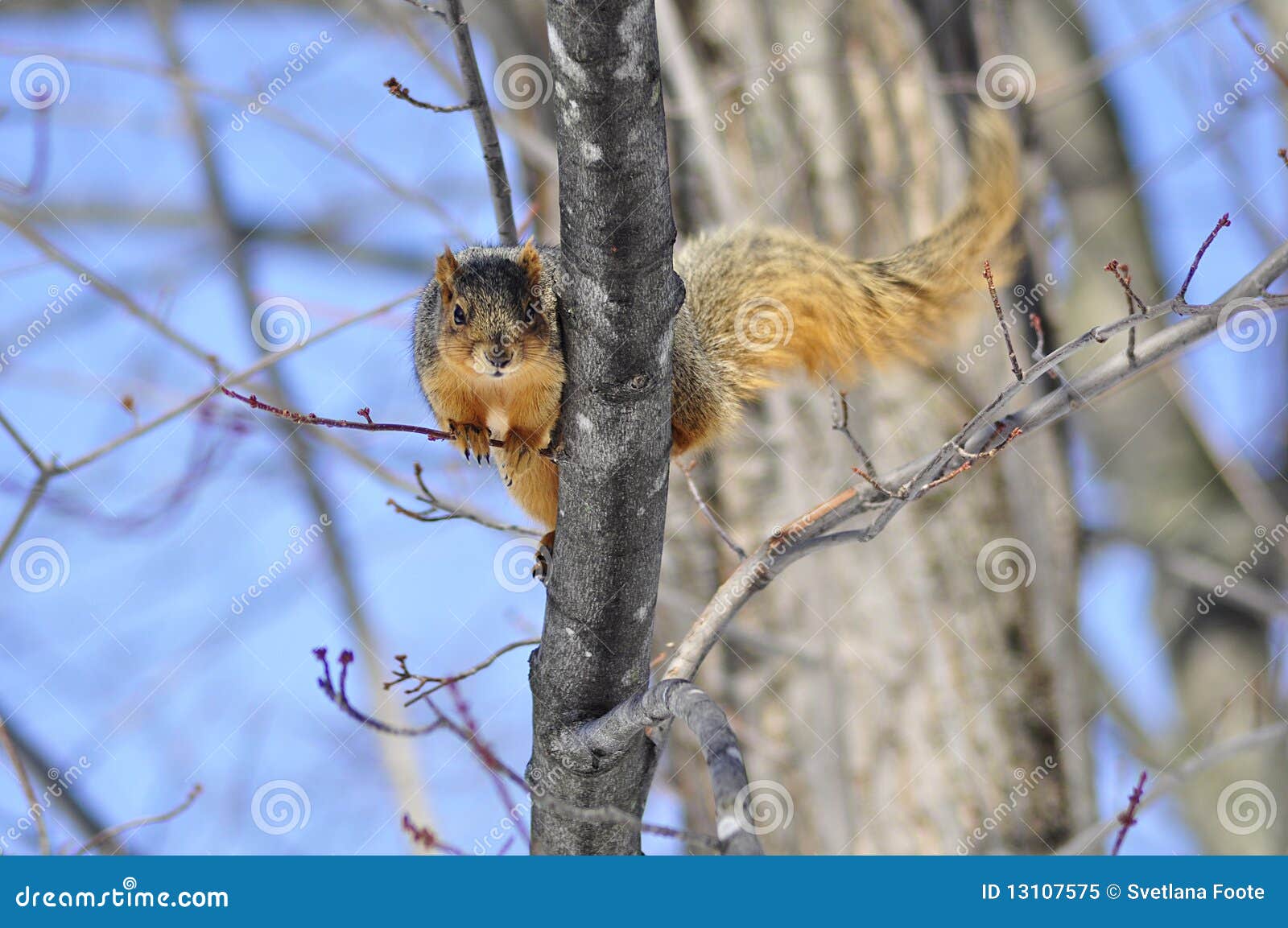 Ekorre fotografering för bildbyråer. Bild av djurliv - 13107575