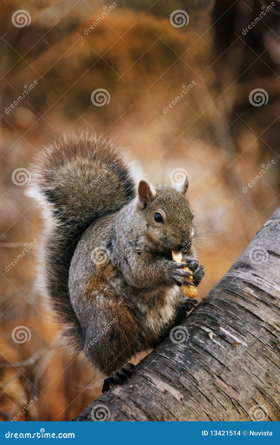 Ekorre arkivfoto. Bild av gulligt, skämtsamt, slappt - 13421514