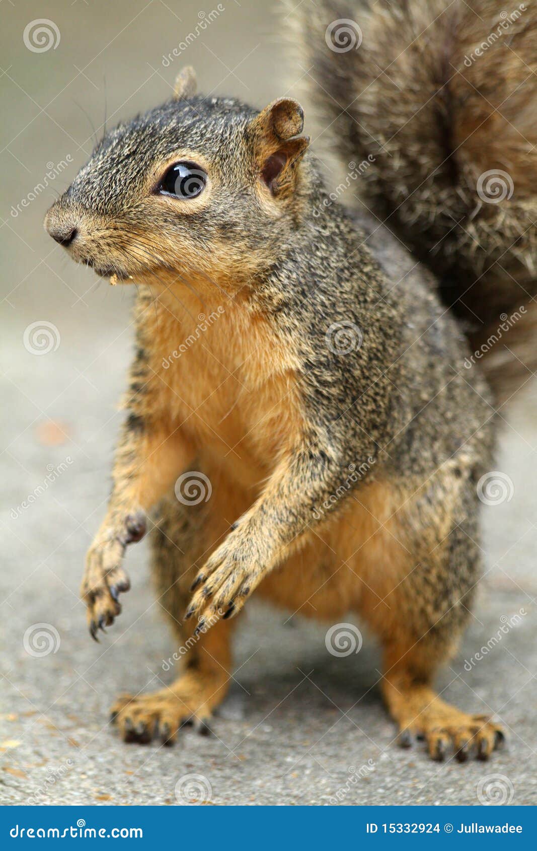 Ekorre arkivfoto. Bild av träd, päls, äta, stänga, louisiana - 15332924