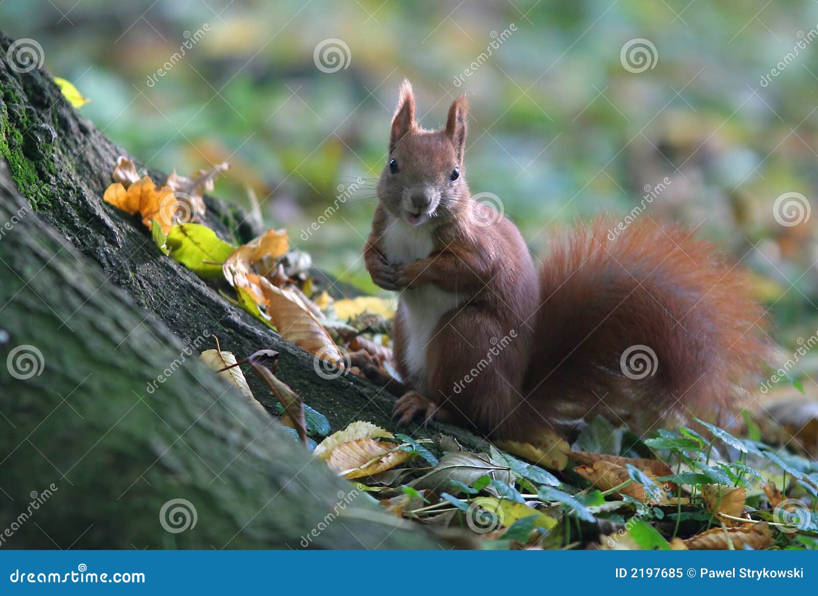 Ekorre fotografering för bildbyråer. Bild av varmt, grön - 2197685